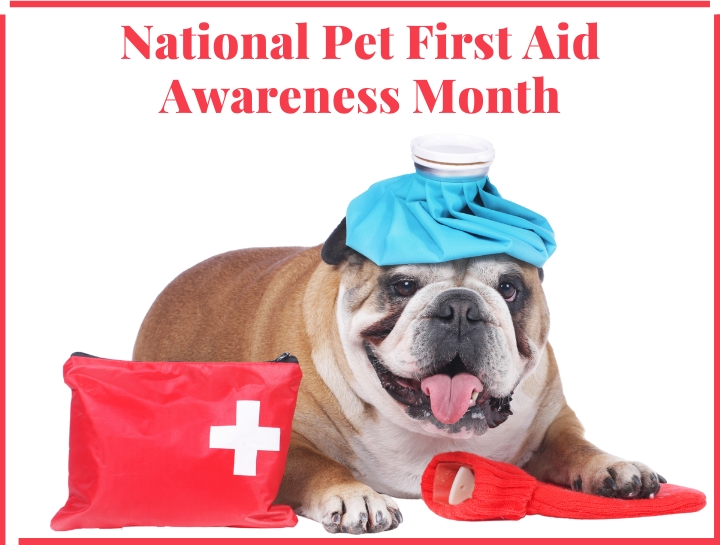 Pet First Aid | Animal House of Chicago
