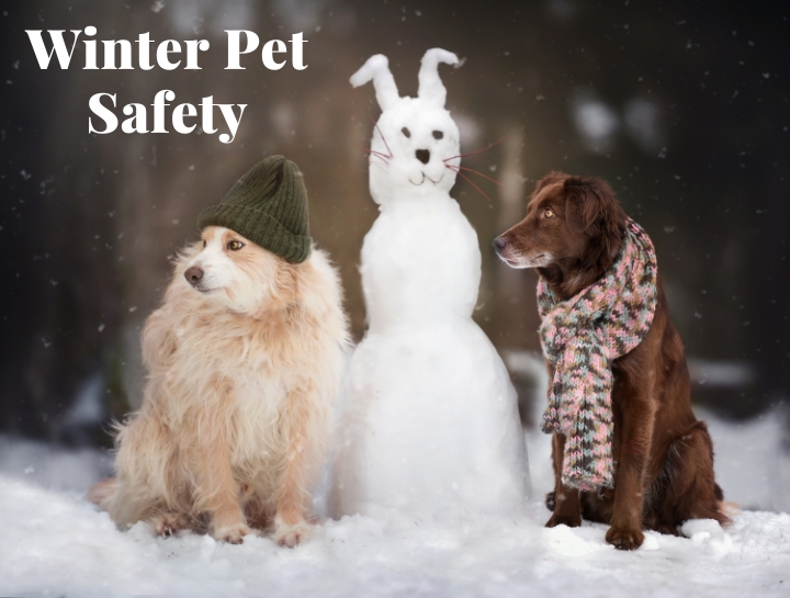 5 Winter Safety Pet Tips | Cold Weather + Pets